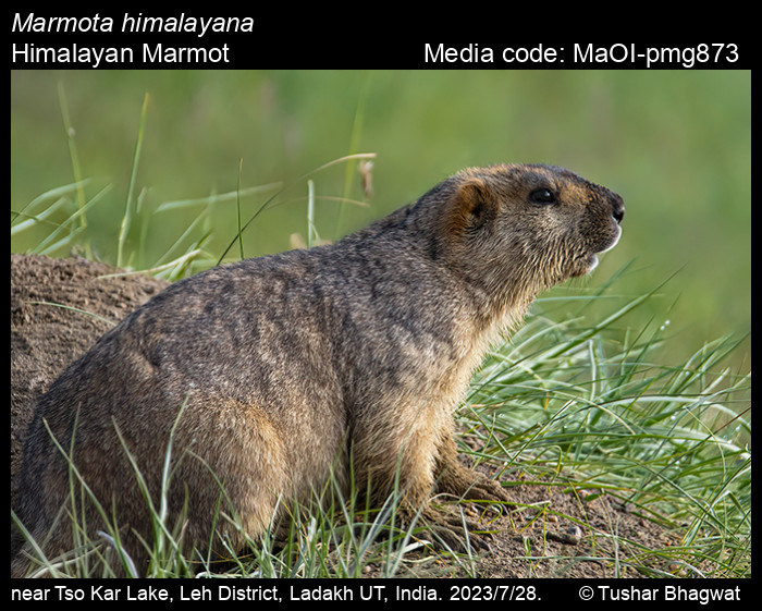 Marmota himalayana Hodgson, 1841 - Himalayan Marmot | Mammals